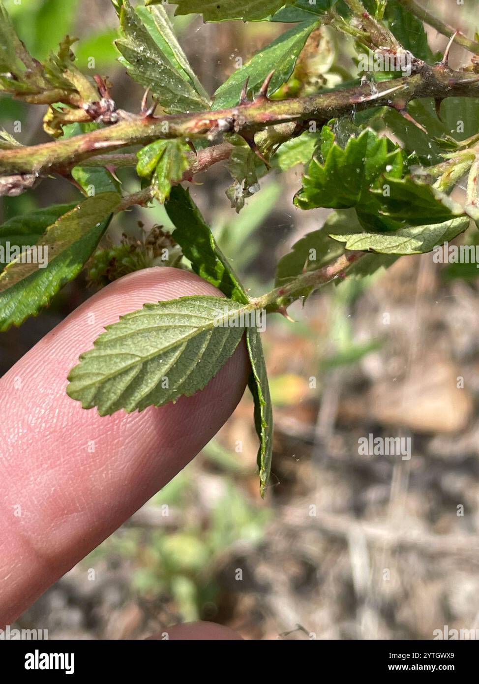 Rubus cuneifolius hi-res stock photography and images - Alamy