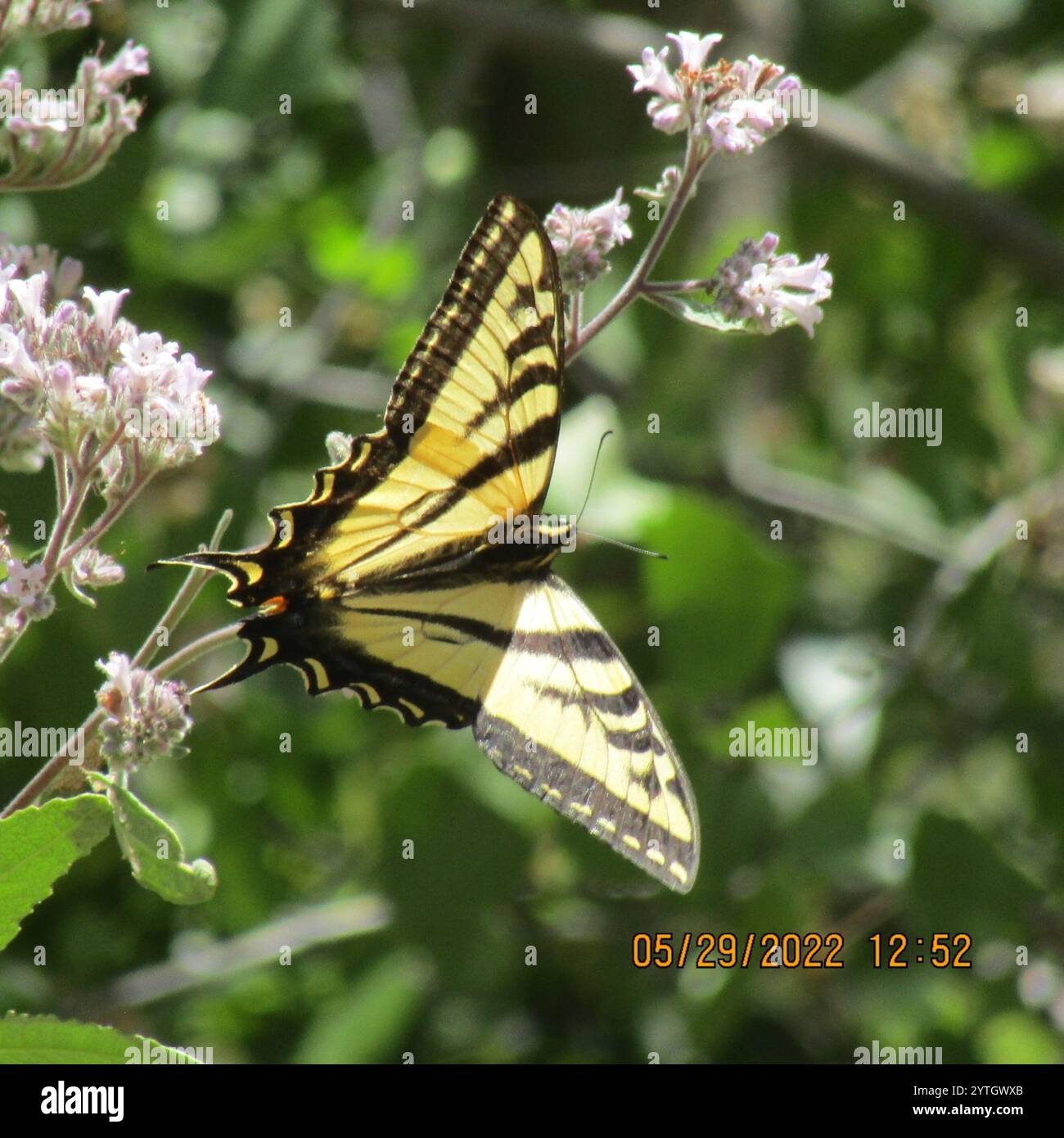 Western Tiger Swallowtail (Papilio rutulus Stock Photo - Alamy