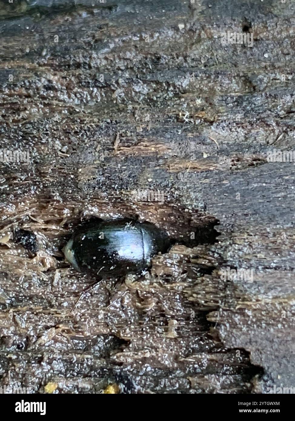 Ground and Water Beetles (Adephaga Stock Photo - Alamy