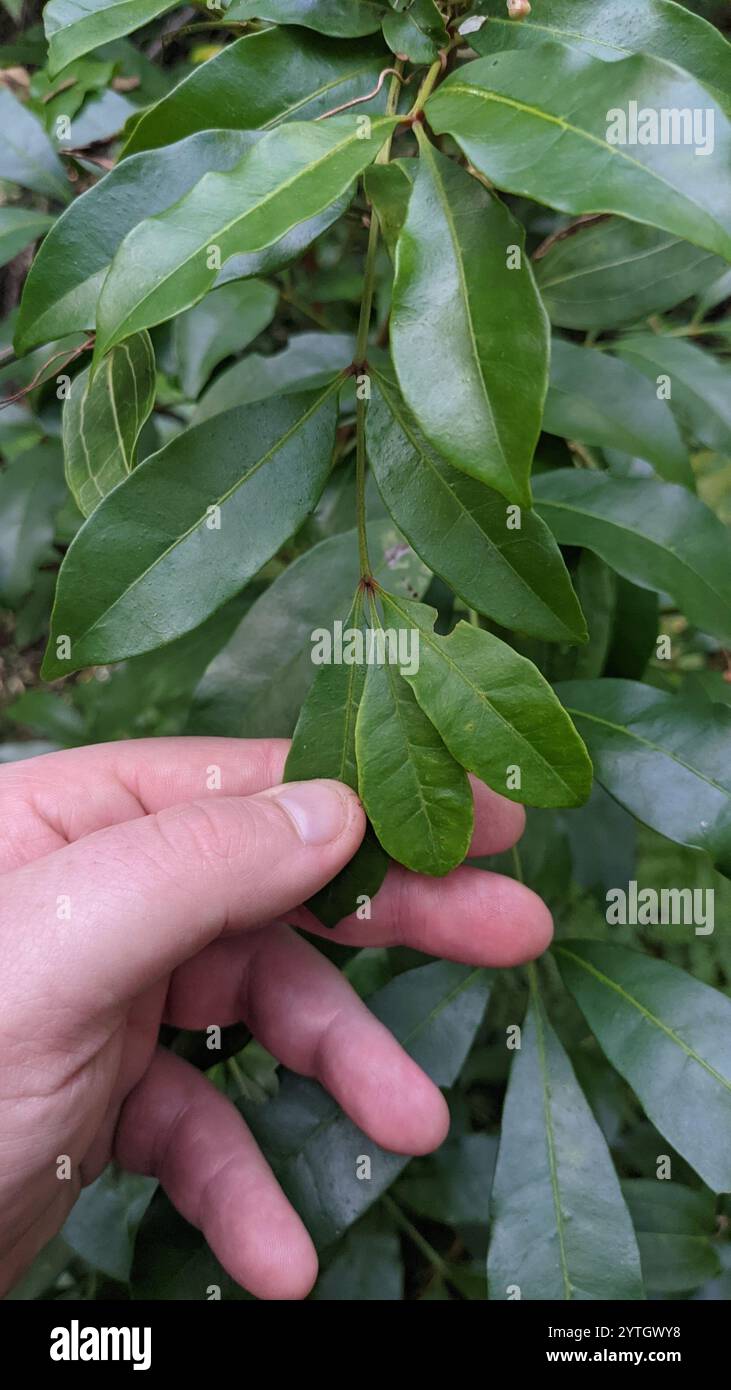 scentless rosewood (Synoum glandulosum Stock Photo - Alamy