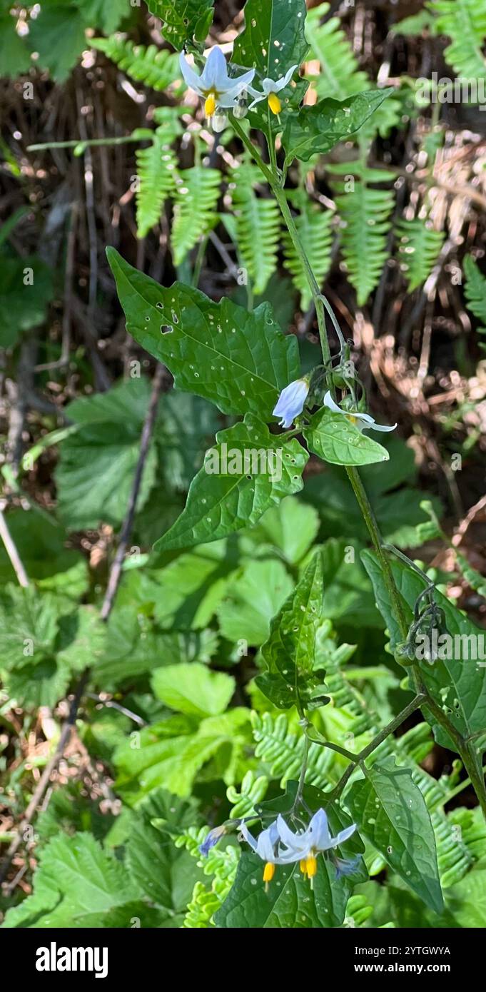 greenspot nightshade (Solanum douglasii Stock Photo - Alamy
