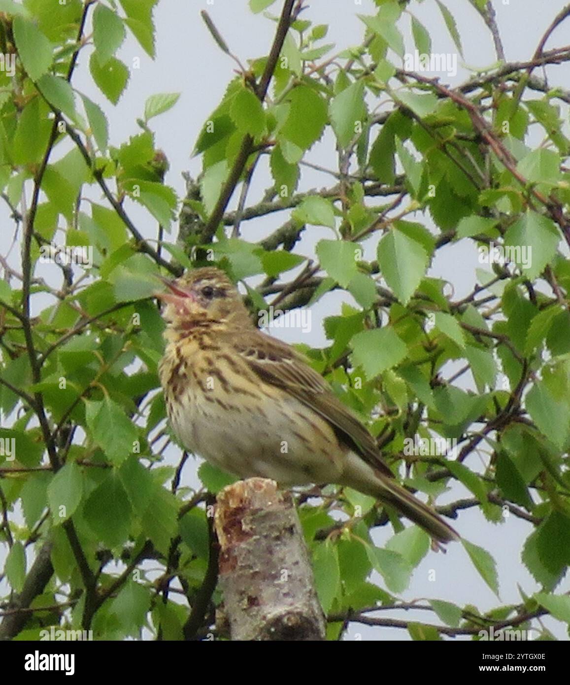 Tree Pipit (Anthus trivialis Stock Photo - Alamy