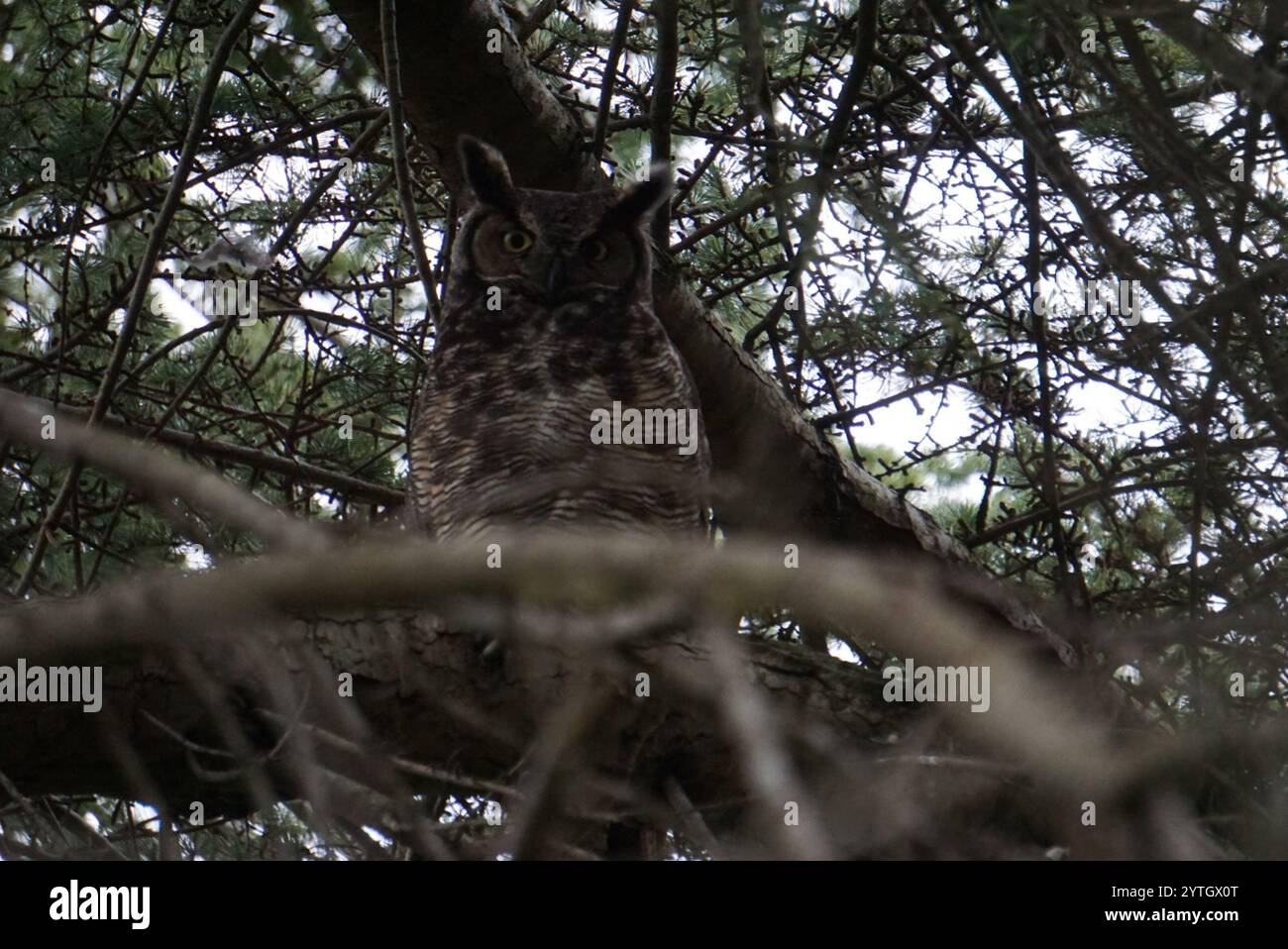 Great Horned Owl (Bubo virginianus Stock Photo - Alamy