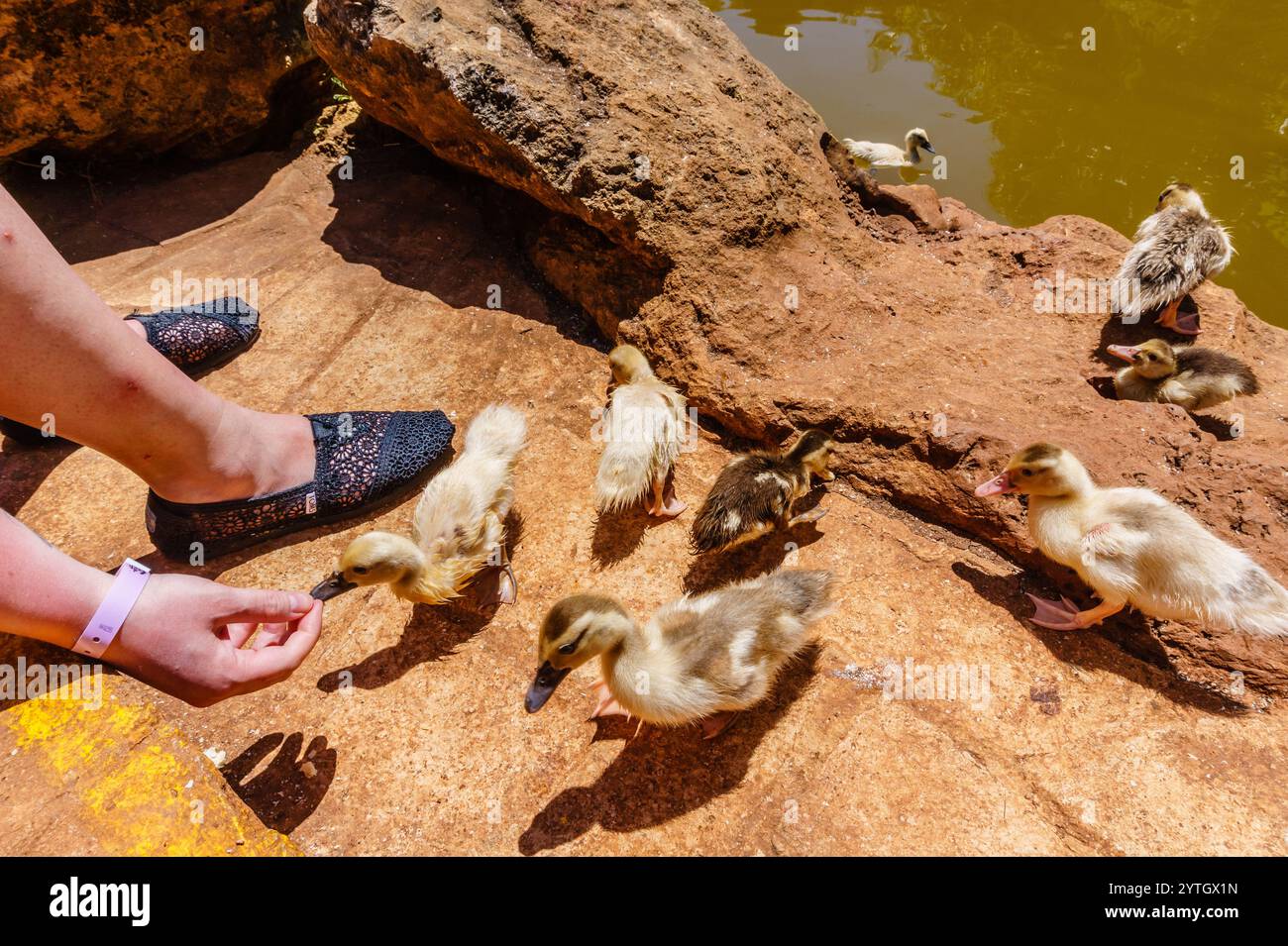 Closeup group ducks eating hi-res stock photography and images - Alamy