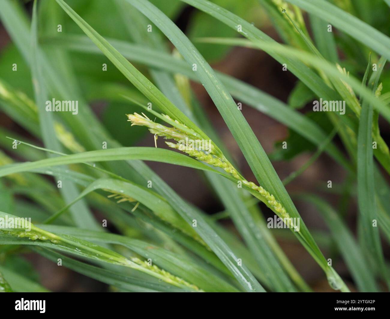 true sedges (Carex Stock Photo - Alamy