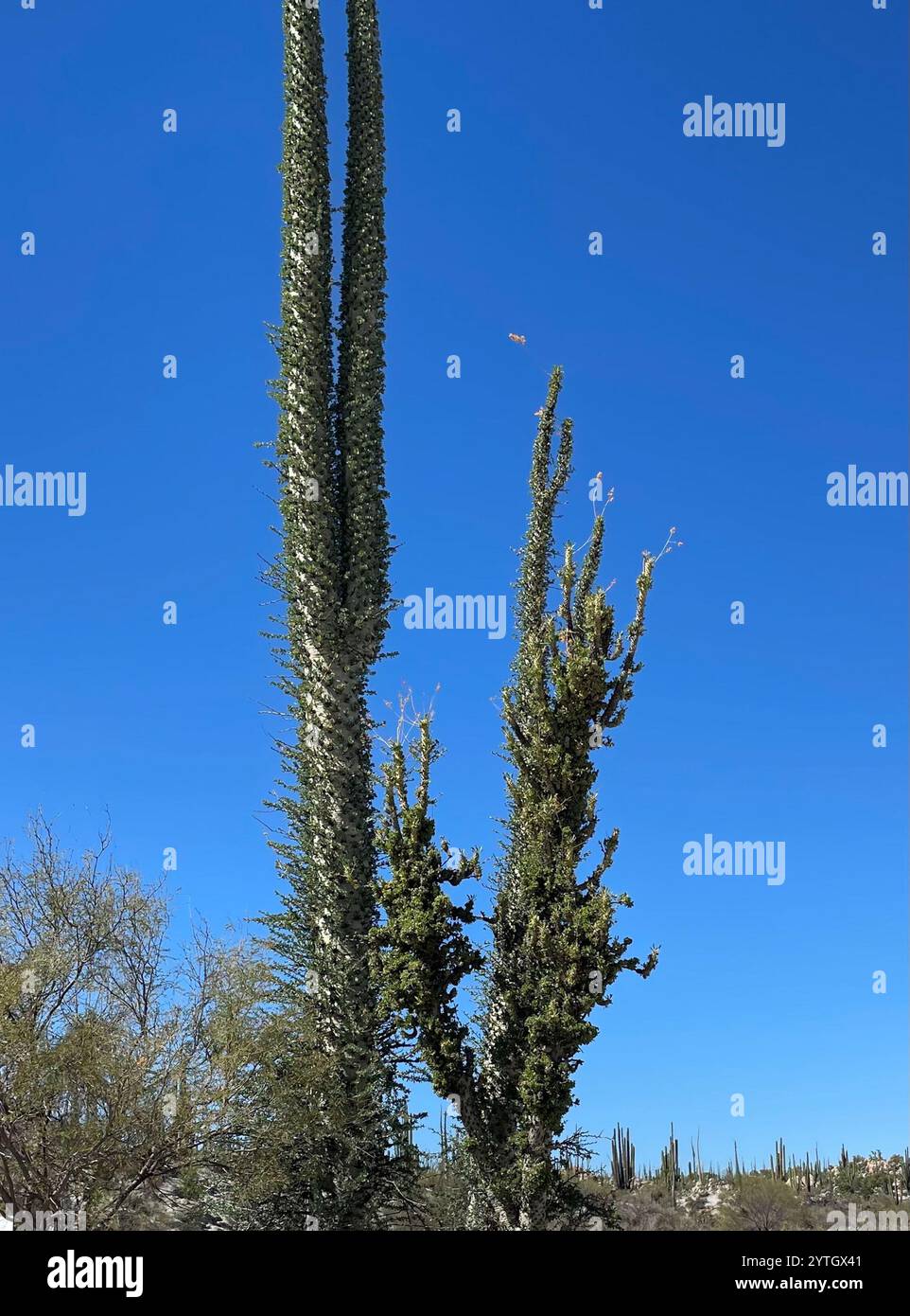 Boojum tree (Fouquieria columnaris Stock Photo - Alamy