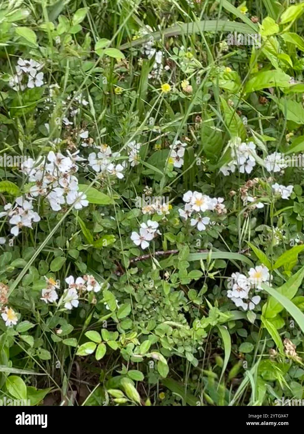 multiflora rose (Rosa multiflora Stock Photo - Alamy
