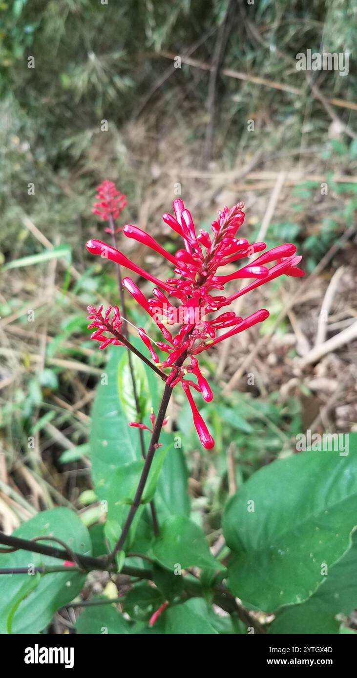 Firespike odontonema hi-res stock photography and images - Alamy