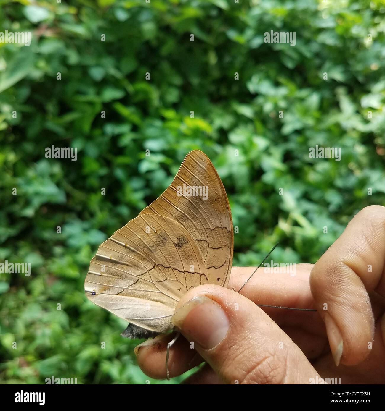 One-spotted Prepona (Archaeoprepona demophon Stock Photo - Alamy