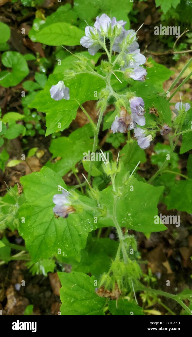 great waterleaf (Hydrophyllum appendiculatum Stock Photo - Alamy