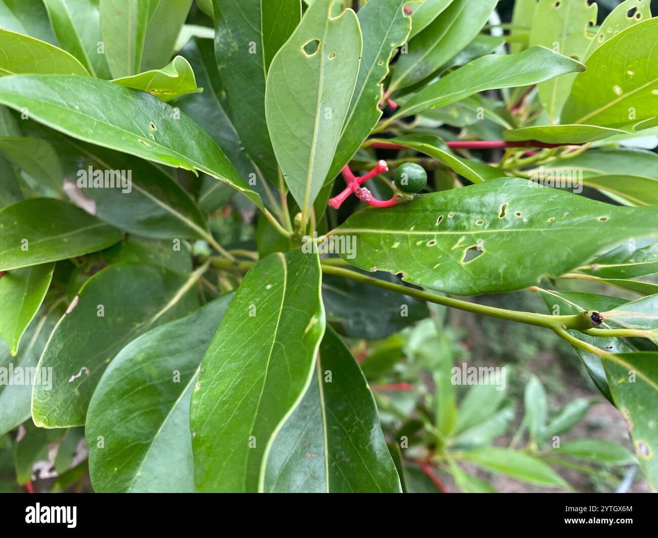 Machilus thunbergii hi-res stock photography and images - Alamy