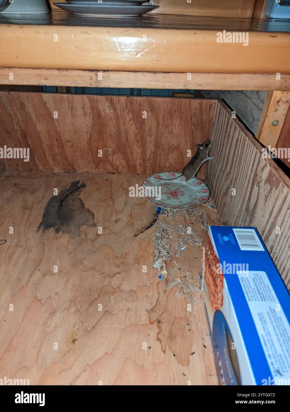 Mice, Rats, and Hamsters (Myomorpha Stock Photo - Alamy