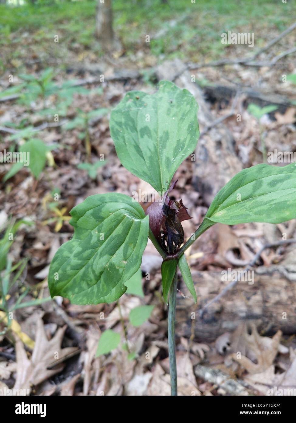 prairie trillium (Trillium recurvatum Stock Photo - Alamy