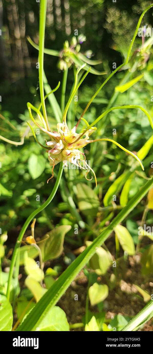 Canadian Meadow garlic (Allium canadense Stock Photo - Alamy