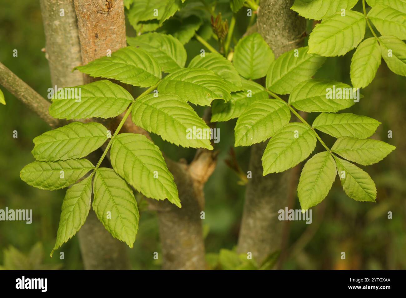 European ash (Fraxinus excelsior Stock Photo - Alamy