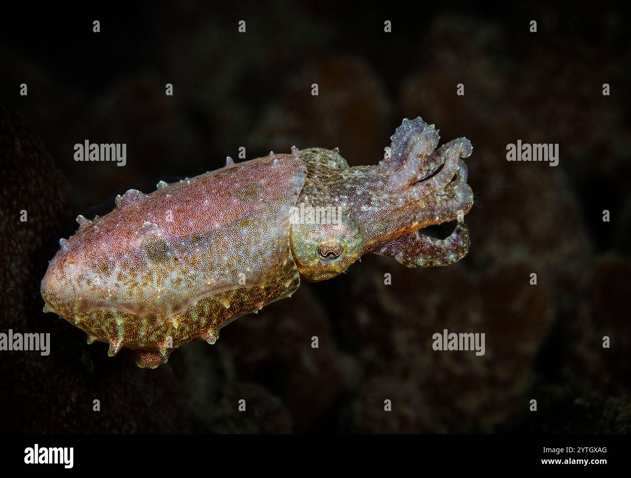 Eye level with a Dwarf (pygmy) Cuttlefish (Sepia bandensis) against a ...