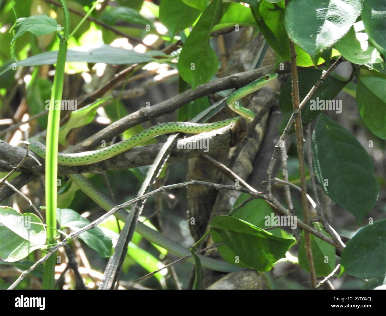 Spotted Bush Snake (Philothamnus semivariegatus Stock Photo - Alamy