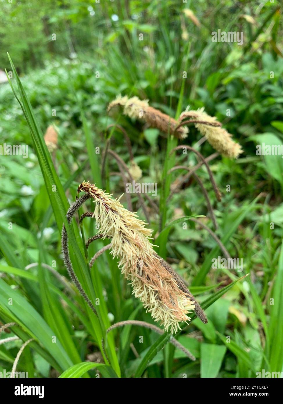 Hanging sedge (Carex pendula Stock Photo - Alamy