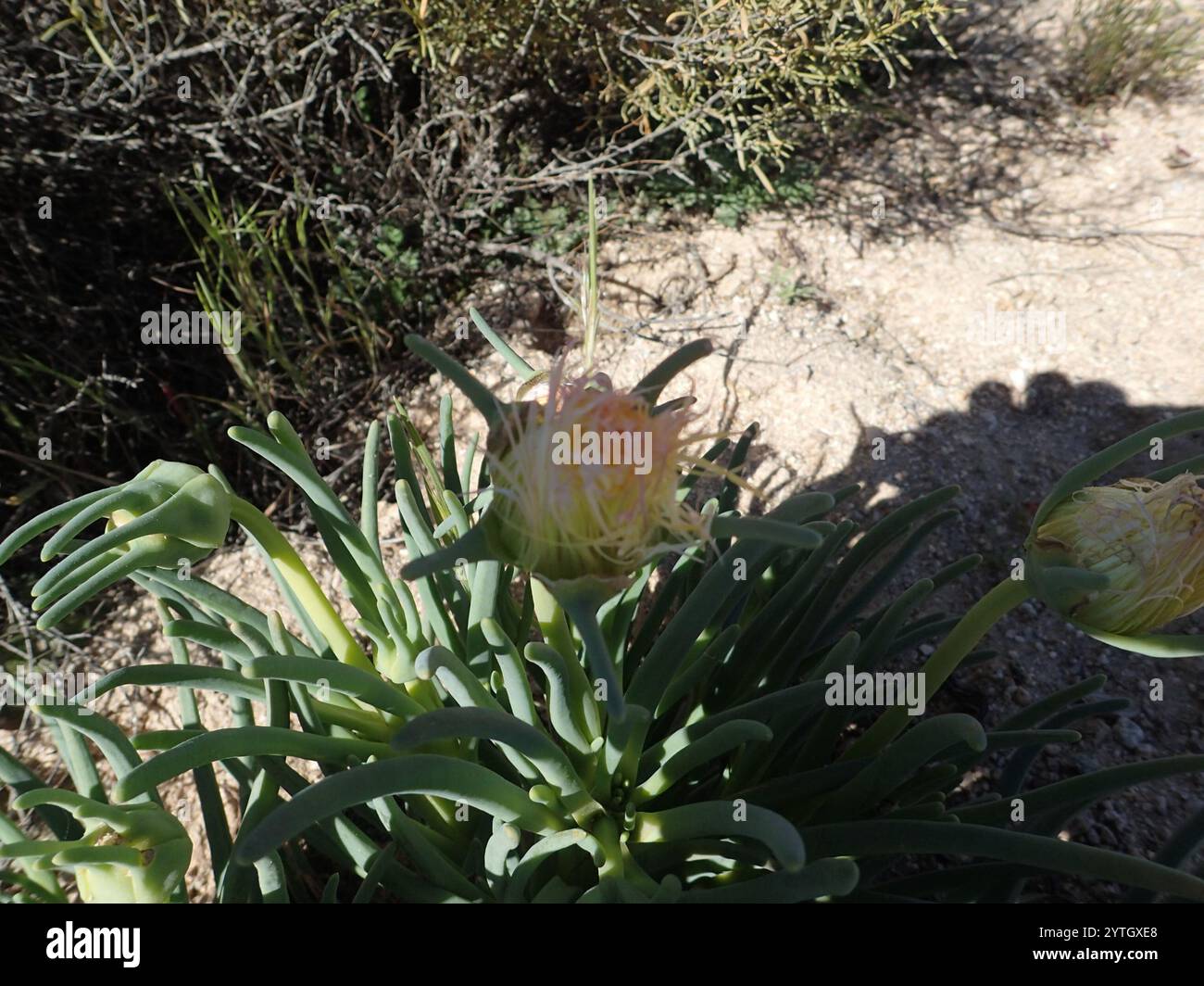 Pig's-root (Conicosia pugioniformis Stock Photo - Alamy