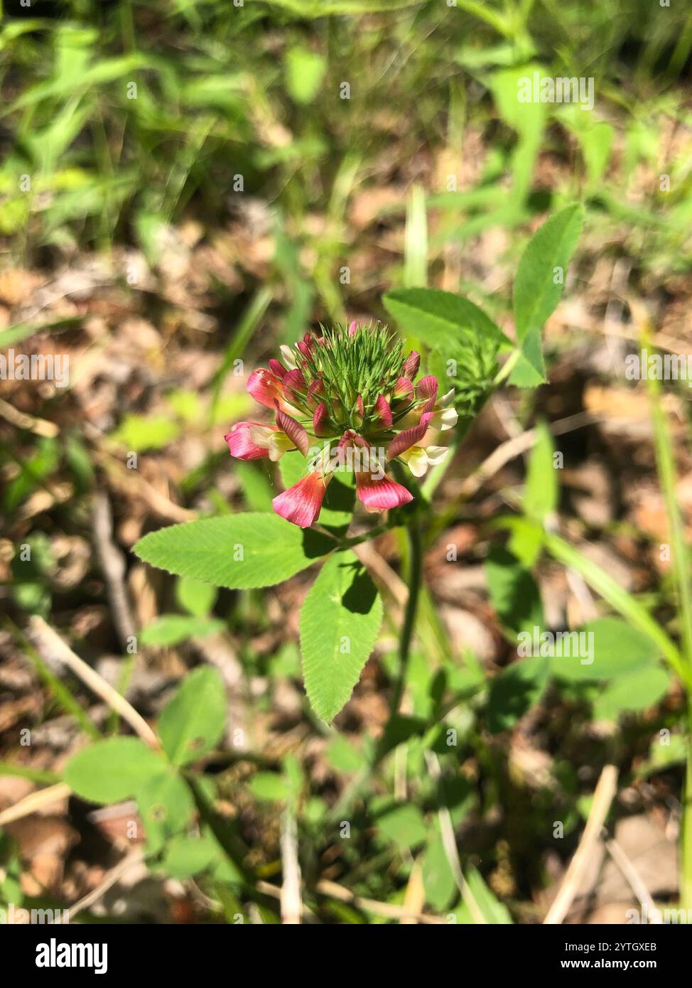 buffalo clover (Trifolium reflexum Stock Photo - Alamy
