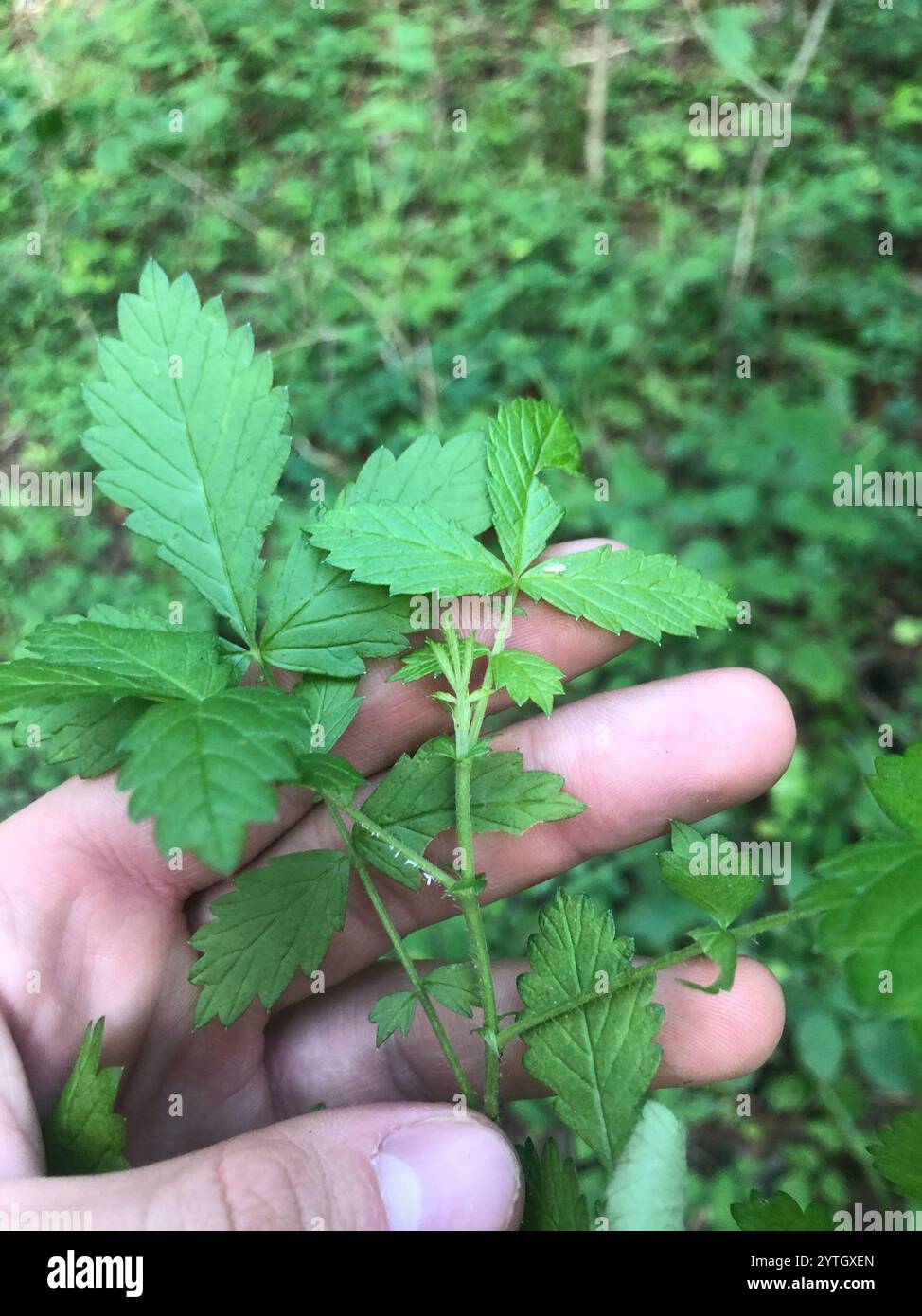 Rostellata hi-res stock photography and images - Alamy