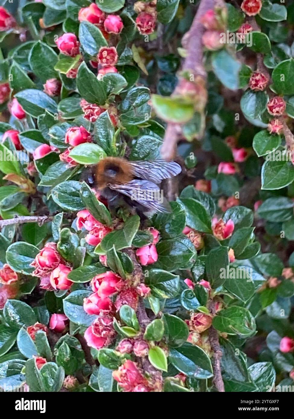 Tree Bumble Bee (Bombus hypnorum Stock Photo - Alamy