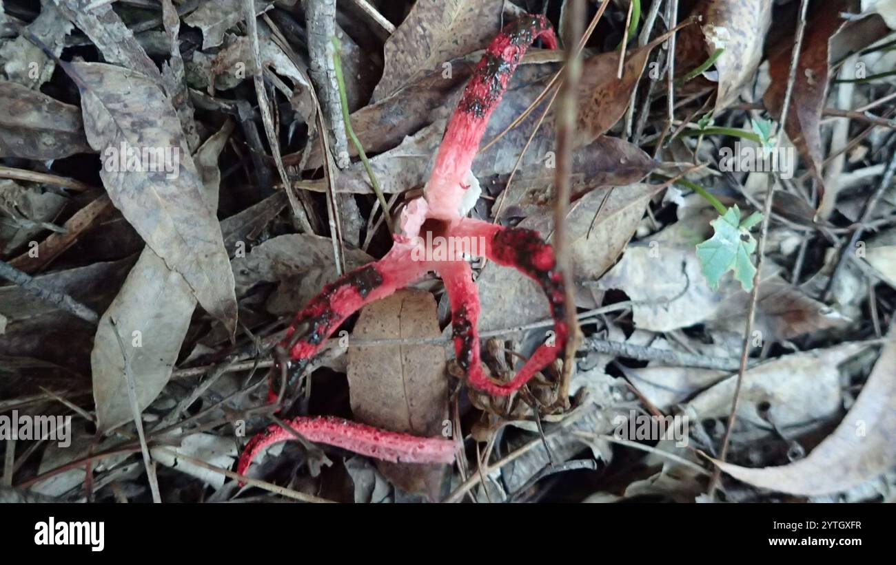 devil's-fingers (Clathrus archeri Stock Photo - Alamy