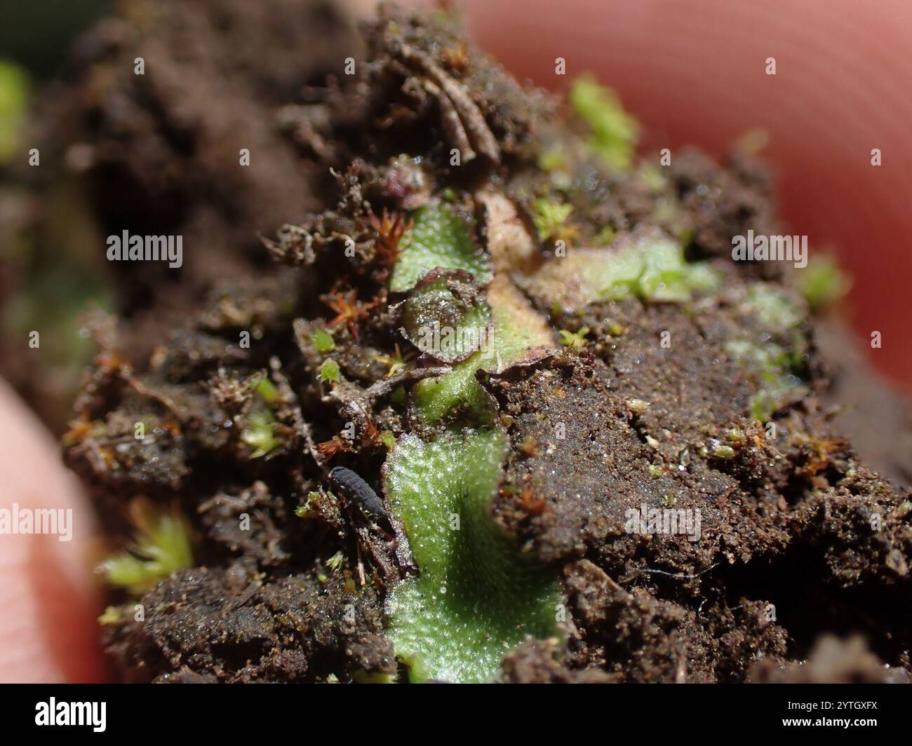 Fragrant Macewort (Mannia fragrans Stock Photo - Alamy