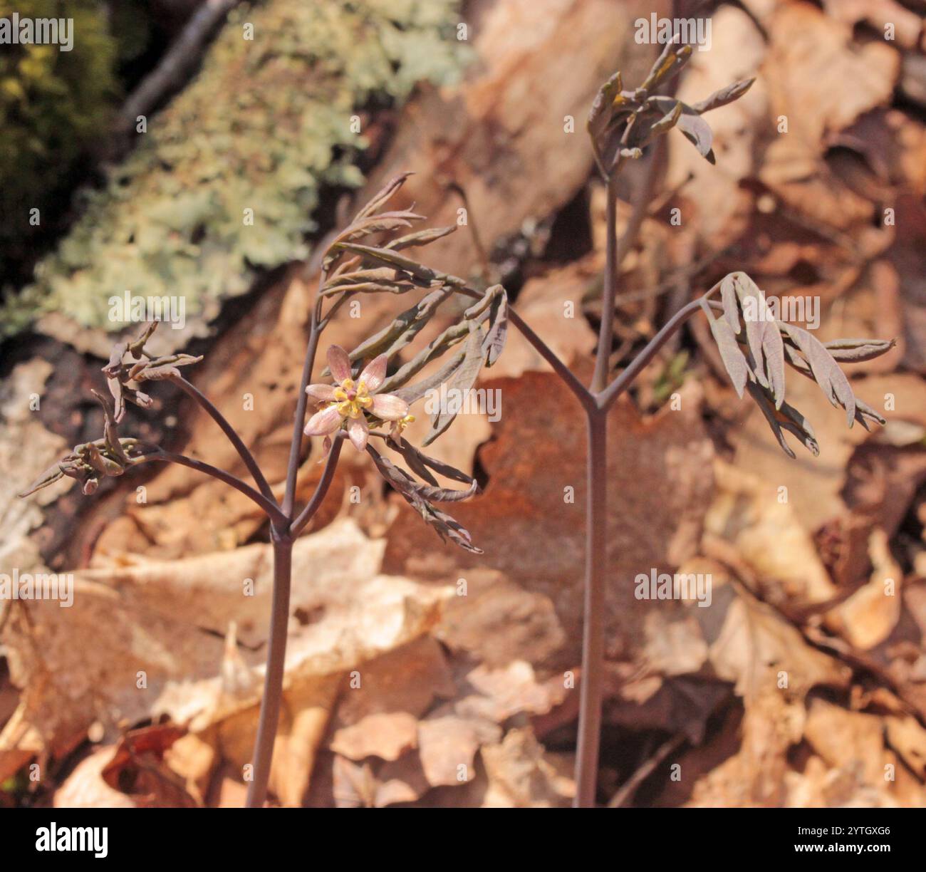early blue cohosh (Caulophyllum giganteum Stock Photo - Alamy