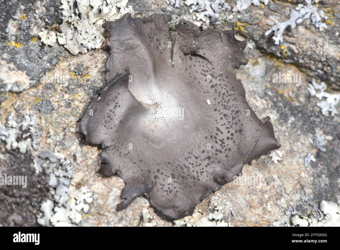 Emery Rocktripe Lichen (Umbilicaria phaea Stock Photo - Alamy