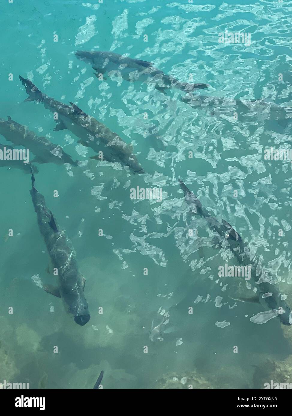 Atlantic Tarpon (Megalops atlanticus Stock Photo - Alamy