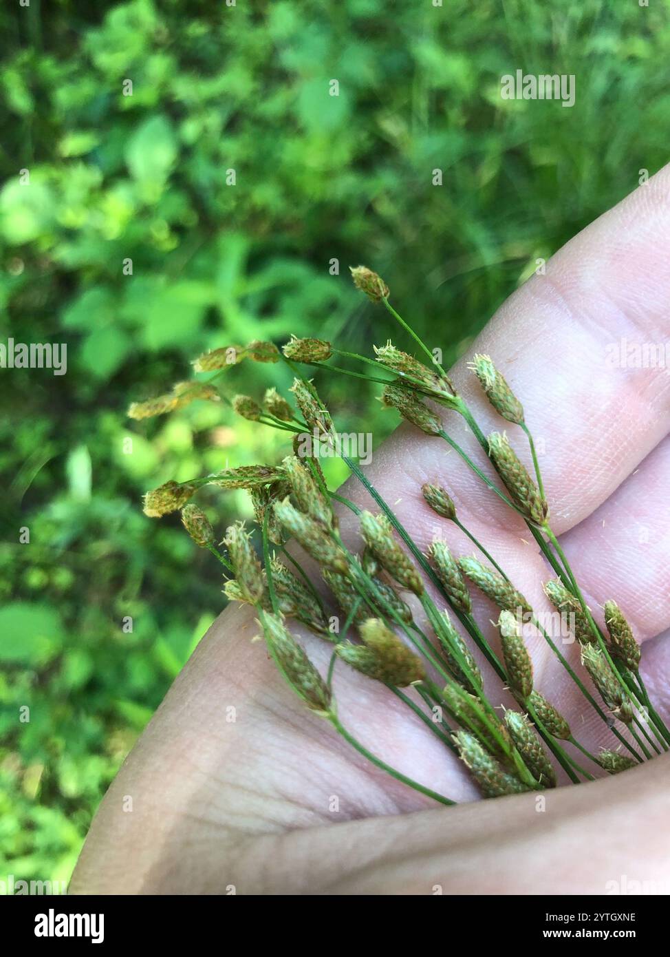 nodding bulrush (Scirpus pendulus Stock Photo - Alamy
