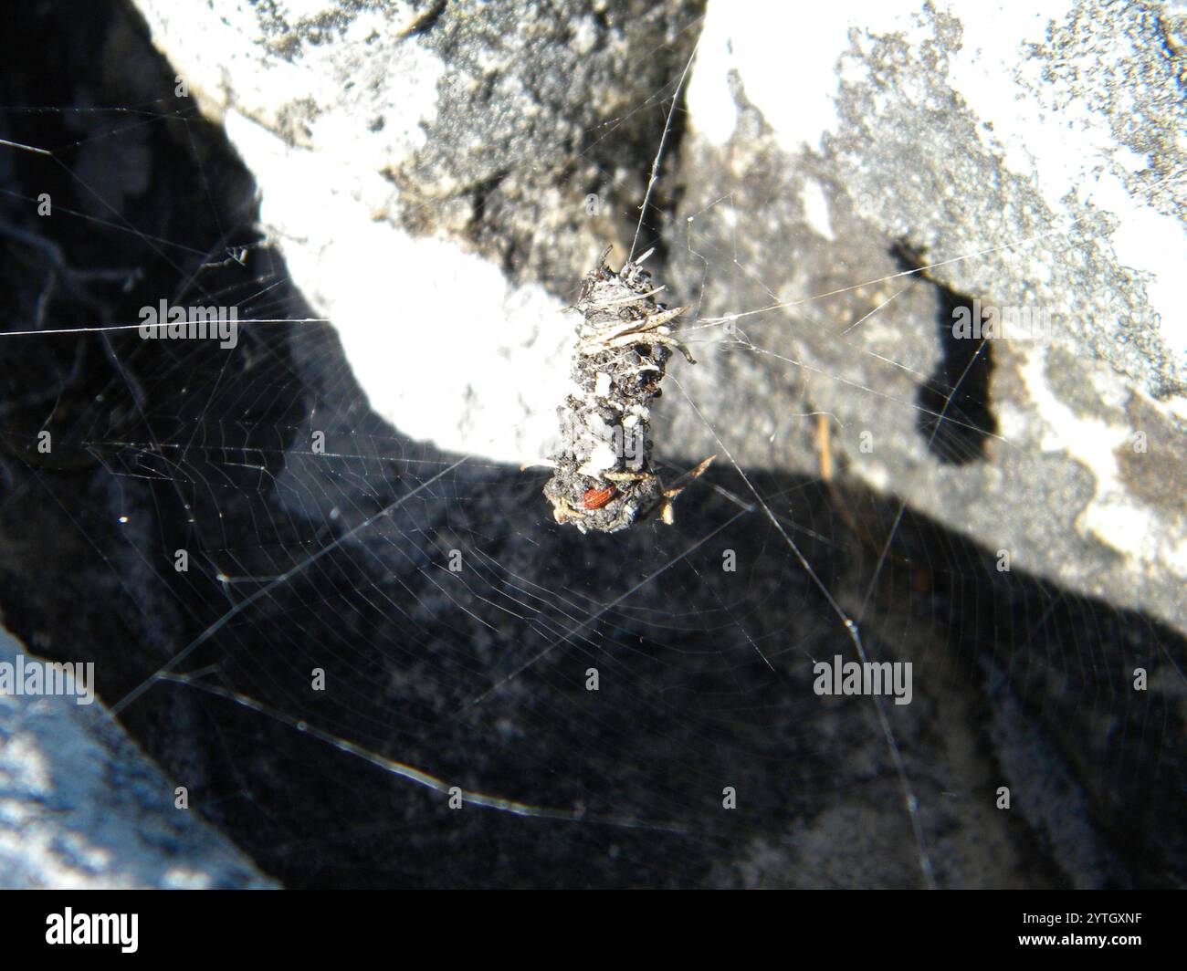 Stone-nest Spiders (Nemoscolus Stock Photo - Alamy
