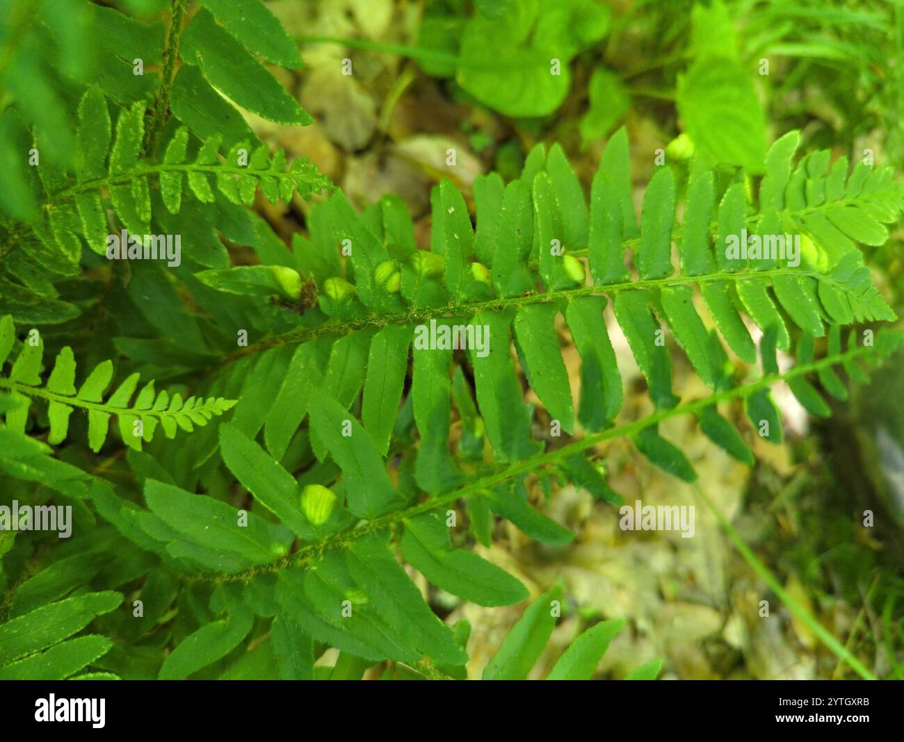 Christmas fern leaf curl (Taphrina polystichi Stock Photo - Alamy