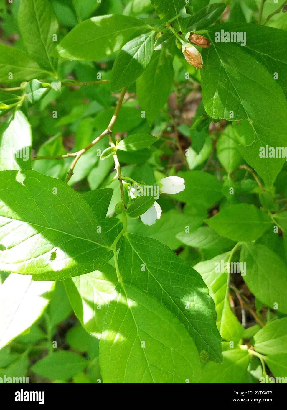 Northern highbush blueberry (Vaccinium corymbosum Stock Photo - Alamy