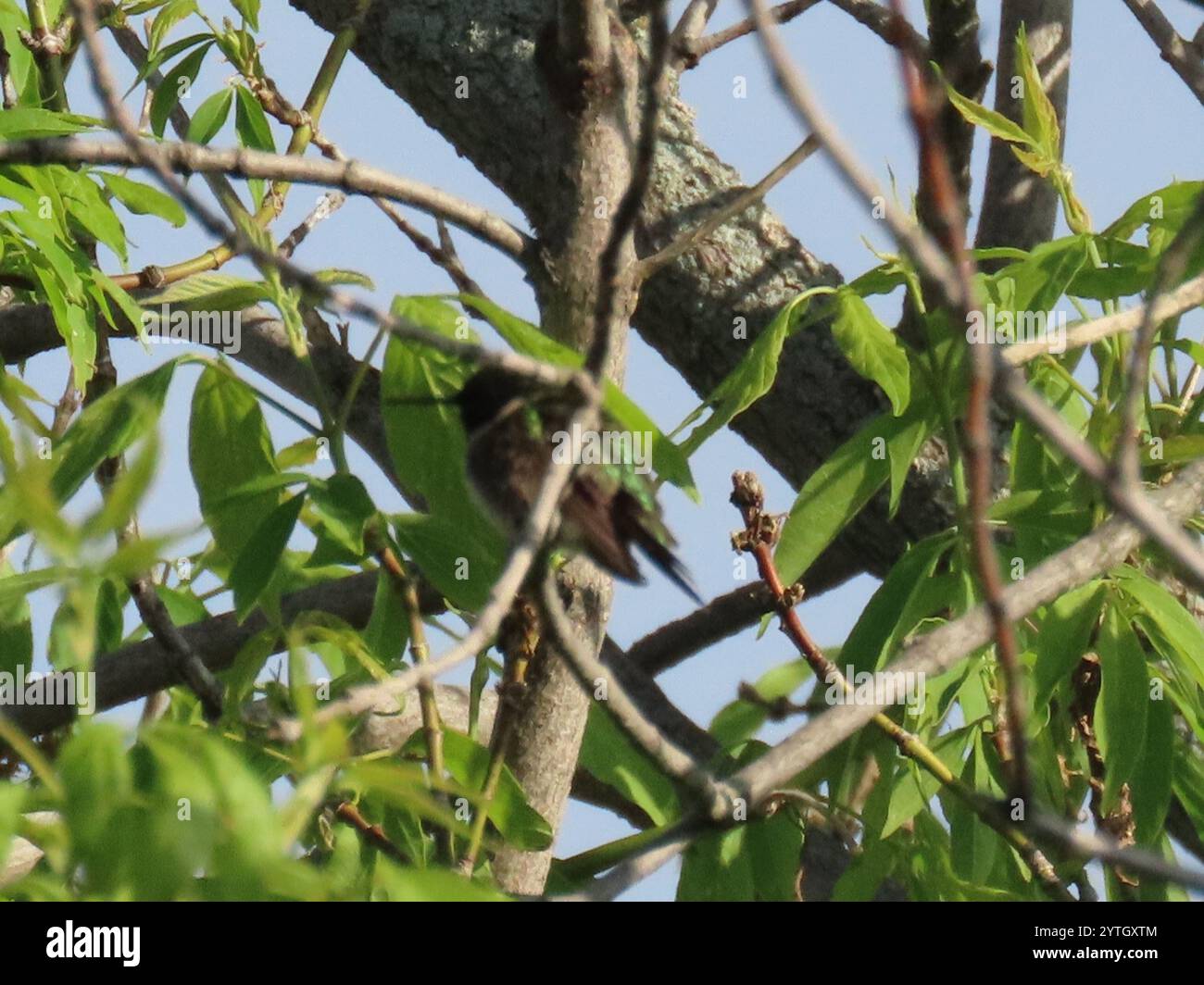 Ruby-throated Hummingbird (Archilochus colubris Stock Photo - Alamy