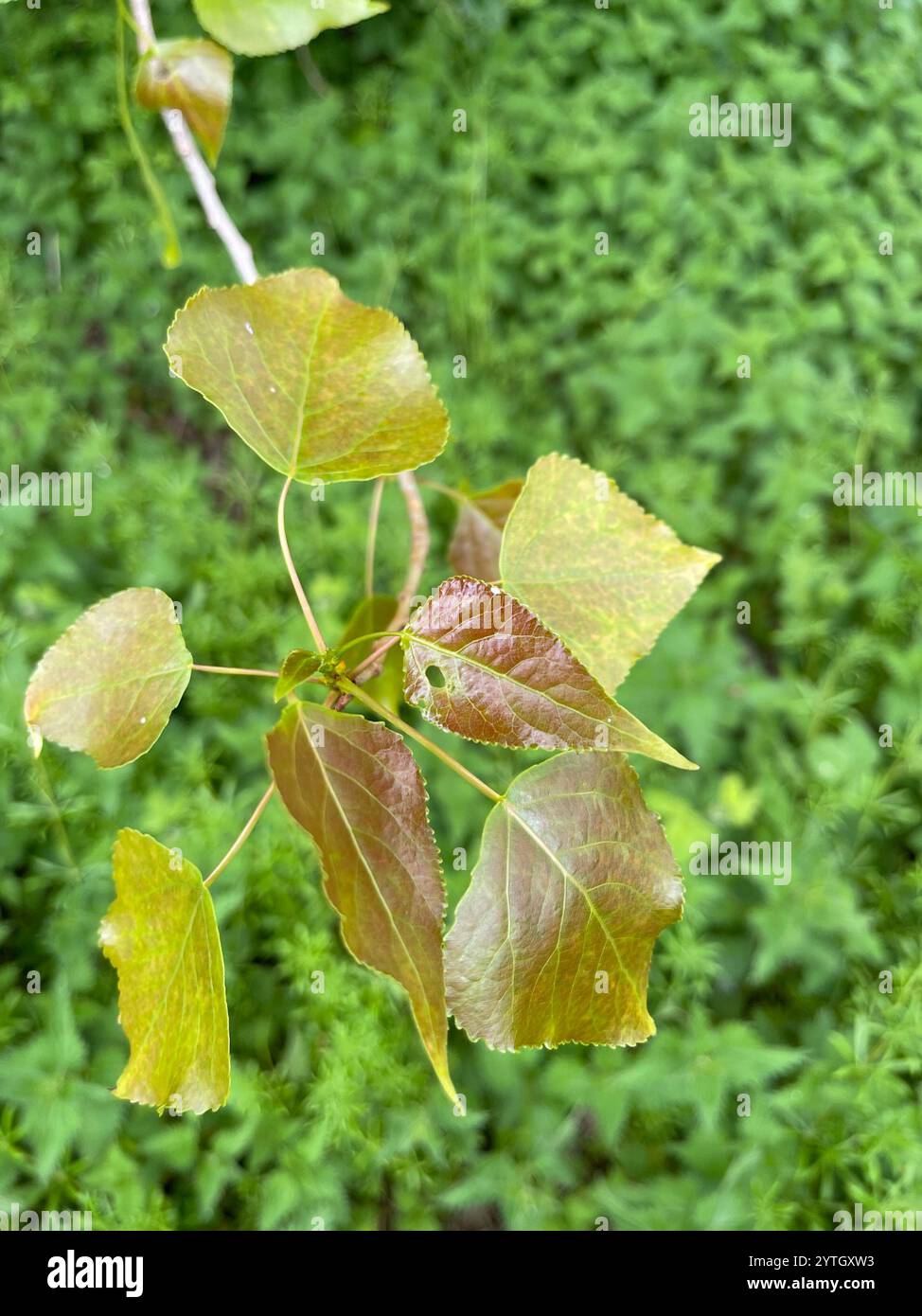 Hybrid Black-poplar (Populus × canadensis Stock Photo - Alamy