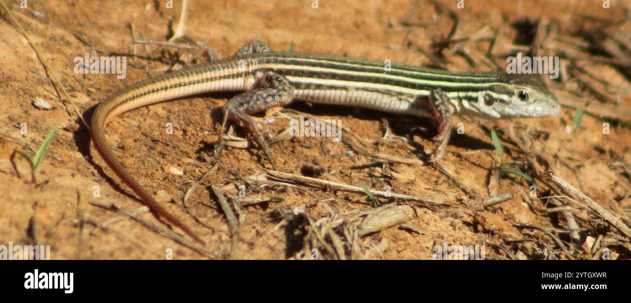Common Spotted Whiptail (Aspidoscelis gularis Stock Photo - Alamy
