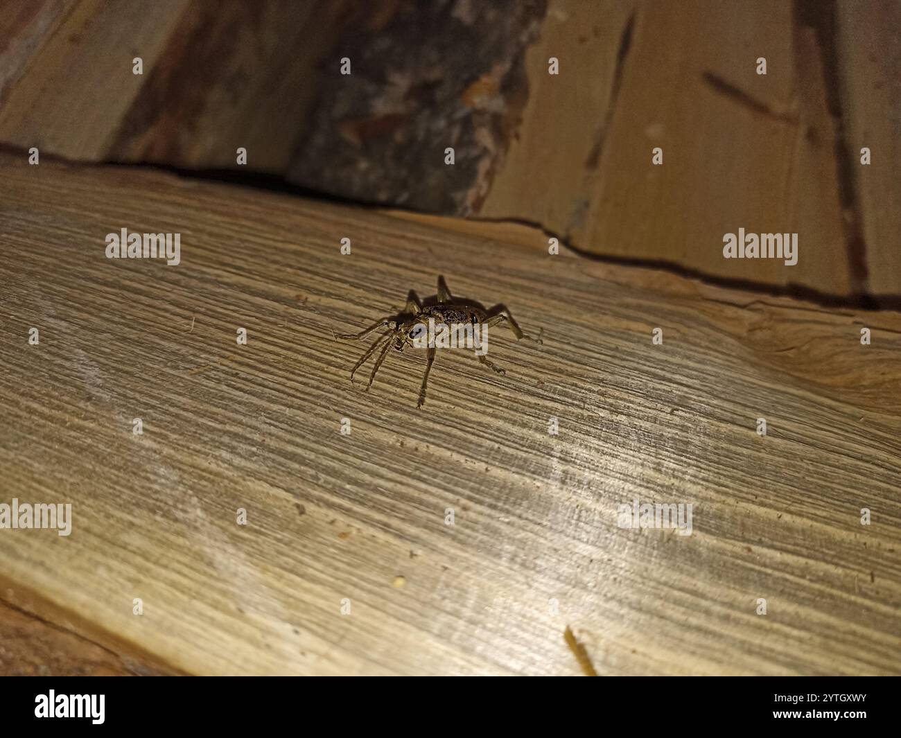 Blackspotted Longhorn Beetle (Rhagium mordax Stock Photo - Alamy