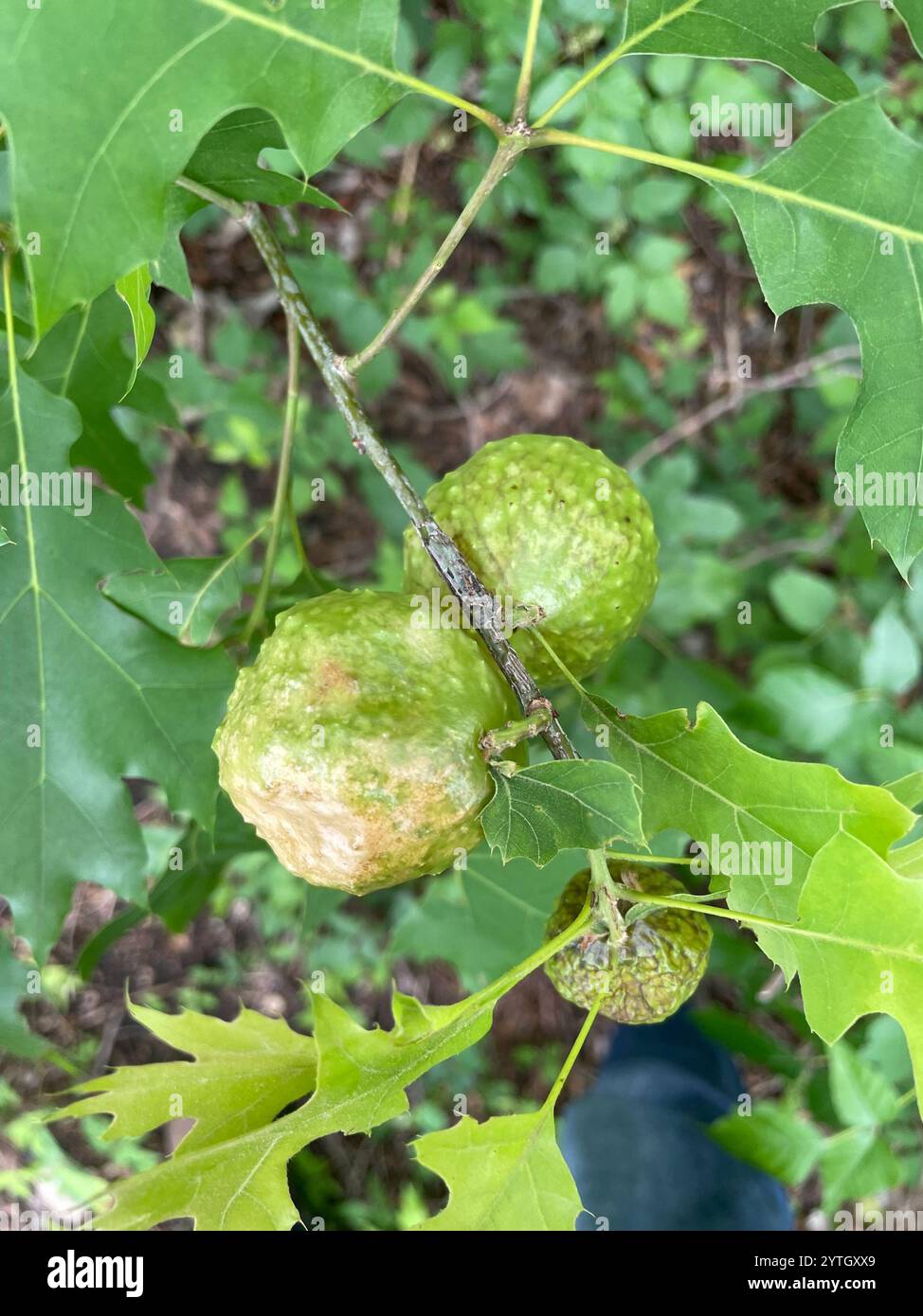 Spongy Oak Apple Gall Wasp (Amphibolips confluenta Stock Photo - Alamy