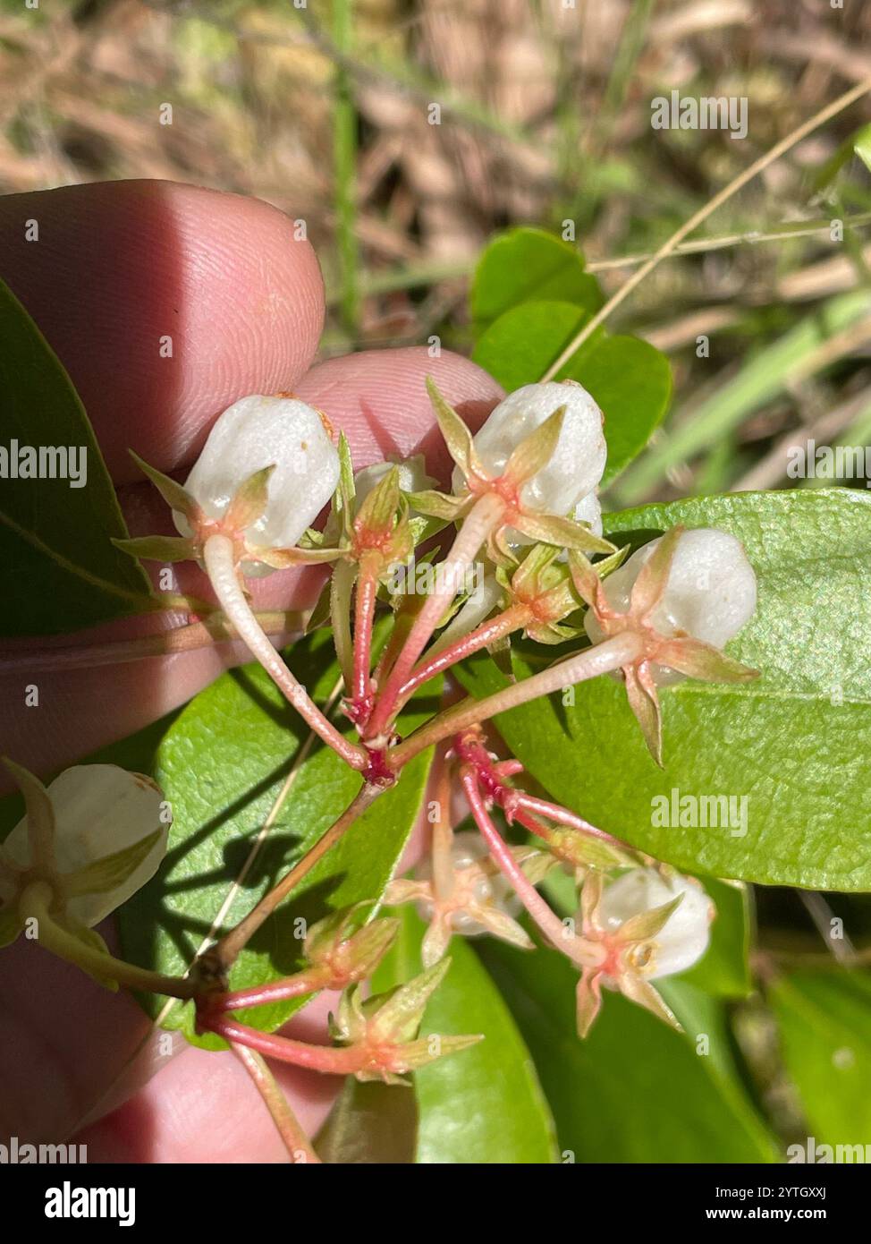 staggerbush (Lyonia mariana Stock Photo - Alamy