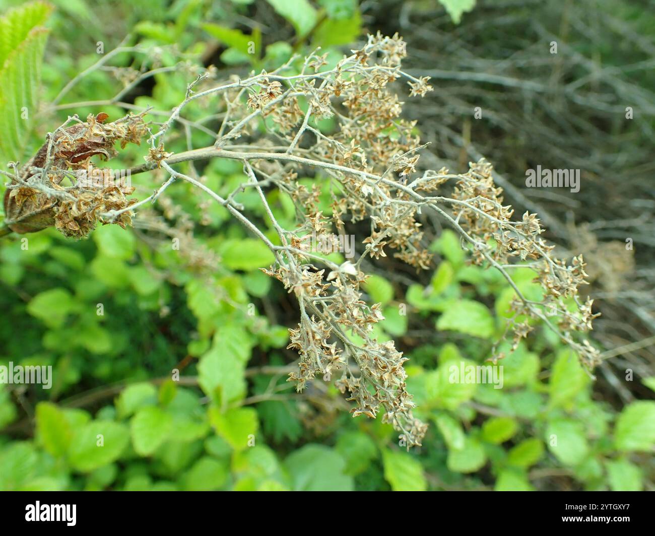 Ocean spray (Holodiscus discolor Stock Photo - Alamy