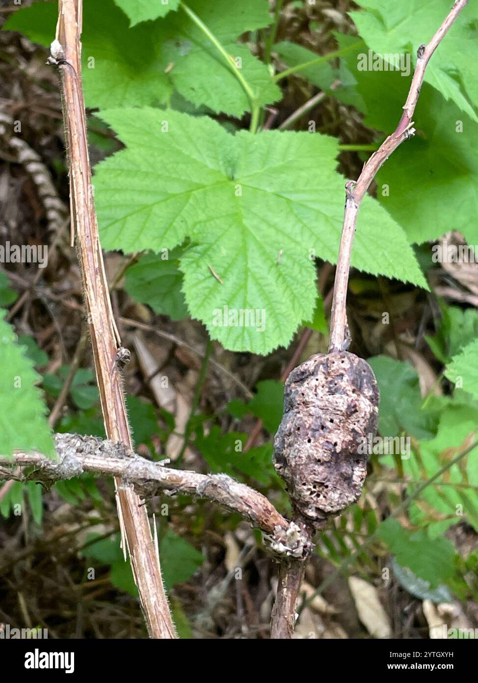 thimbleberry gallmaker (Diastrophus kincaidii Stock Photo - Alamy