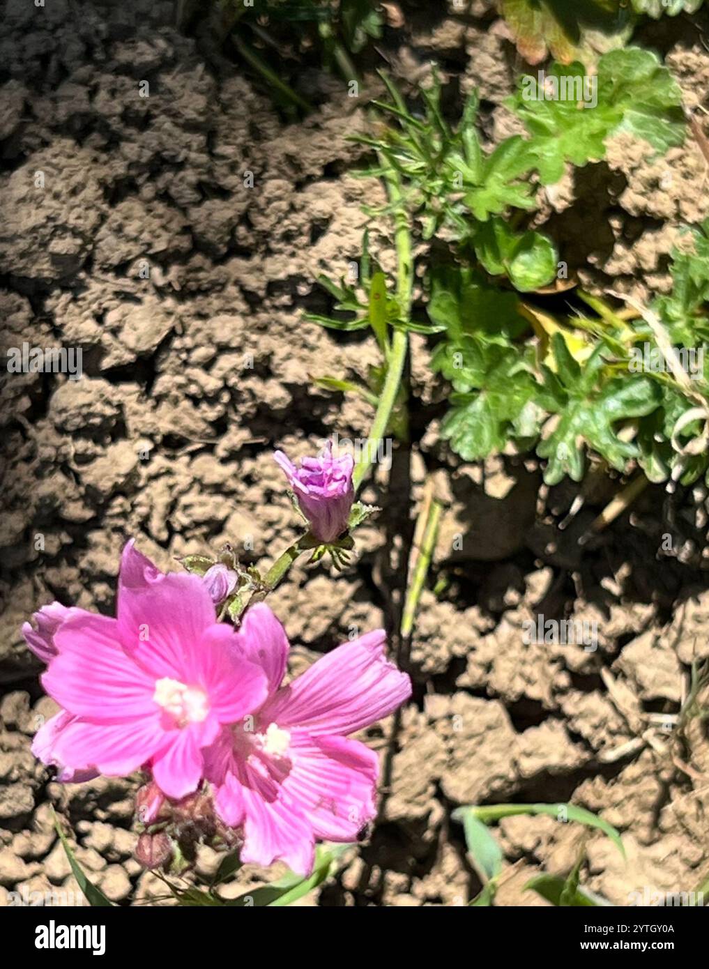 checkerbloom (Sidalcea malviflora Stock Photo - Alamy