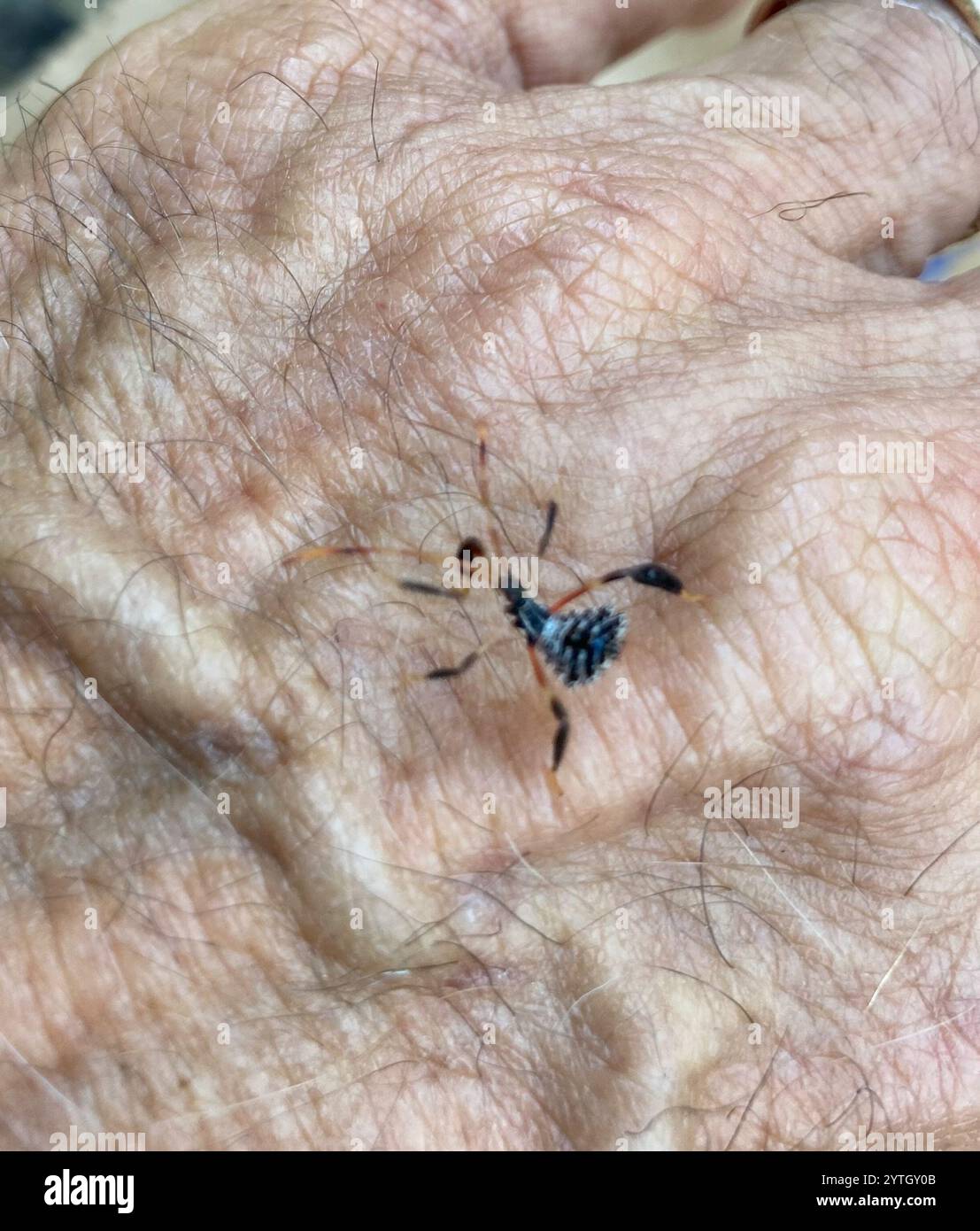 Spine-headed Bugs (Acanthocephala Stock Photo - Alamy