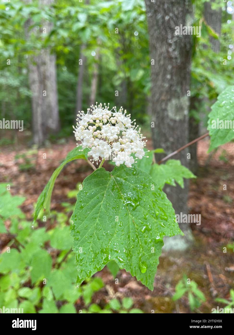 mapleleaf viburnum (Viburnum acerifolium Stock Photo - Alamy