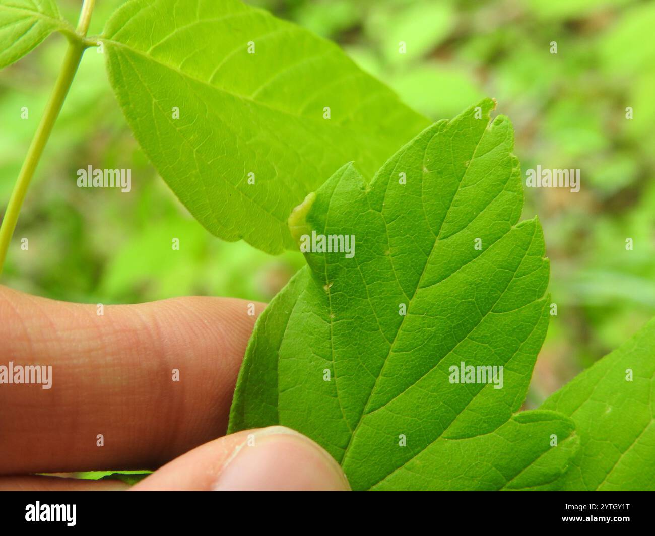 Gall and Rust Mites (Eriophyidae Stock Photo - Alamy