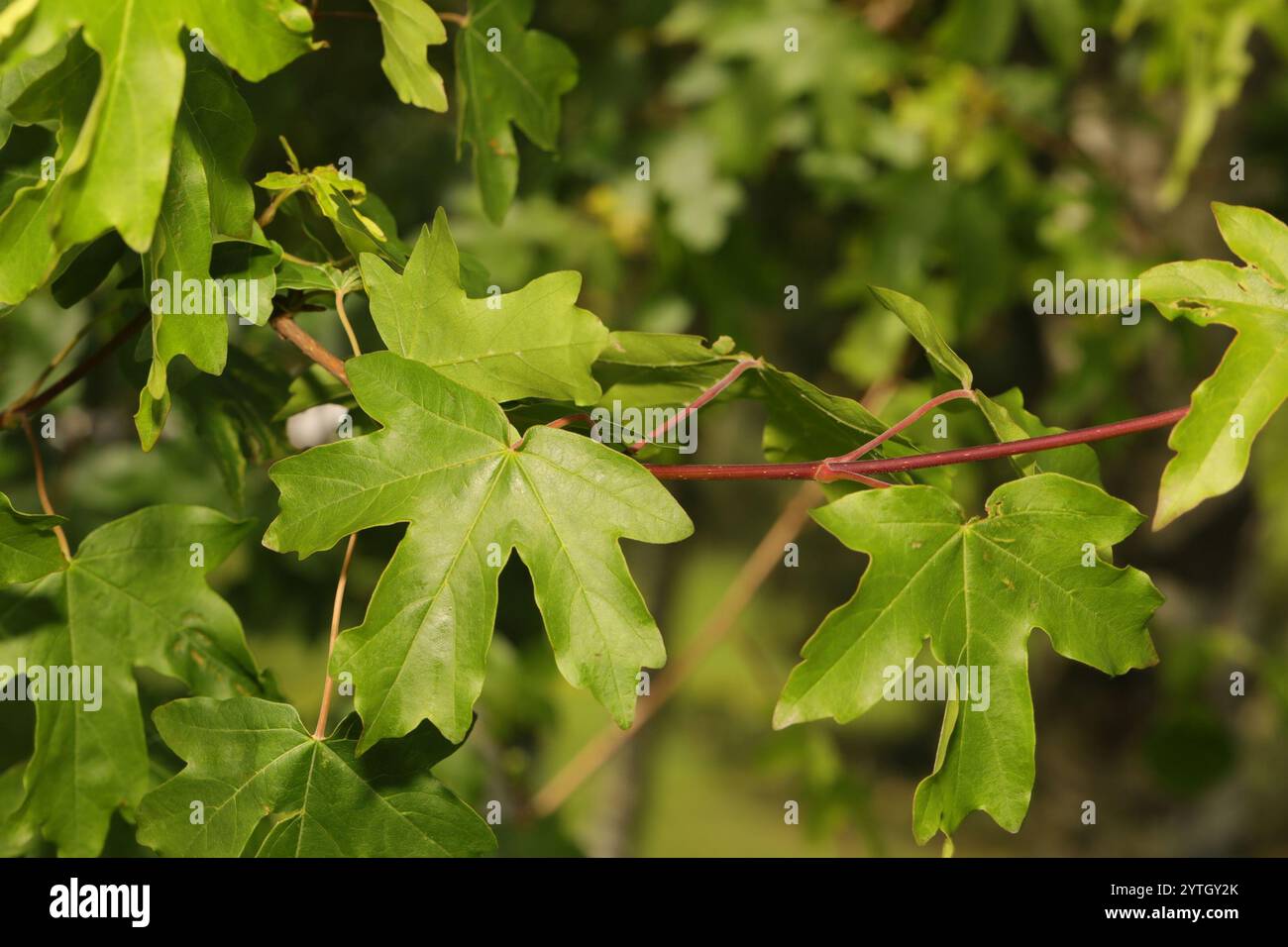 field maple (Acer campestre Stock Photo - Alamy