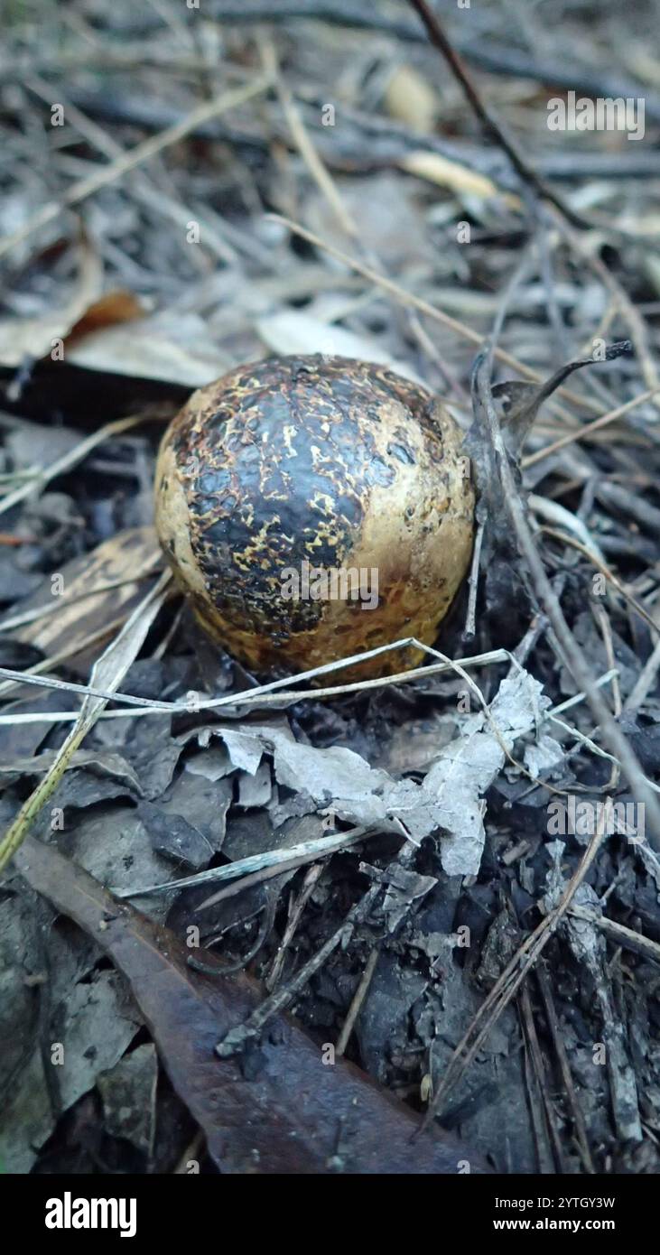 Dyeball (Pisolithus arhizus Stock Photo - Alamy