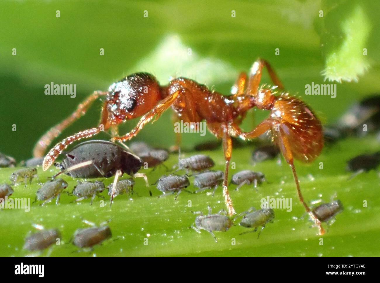 European fire ant (Myrmica rubra Stock Photo - Alamy